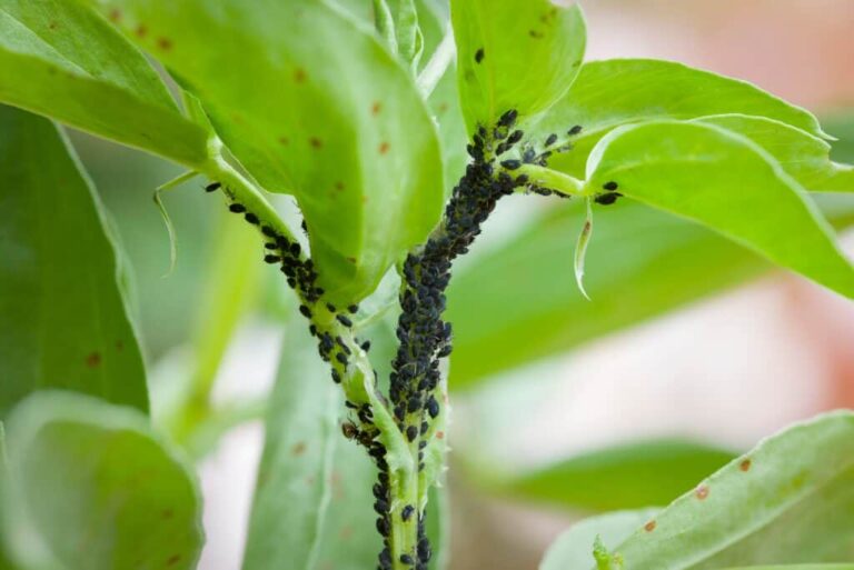 8 Most Destructive Tree Pests in Texas | Mighty Tree Care